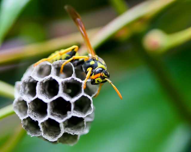 Nest Disruption 101 Safely Removing Wasp Nests From Your Property Pest Control Stouffville